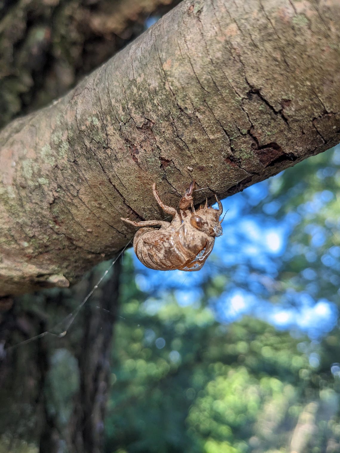Real Cicada Shell Exuvia Midwest Insect Exoskeleton Crafting, Primitive ...