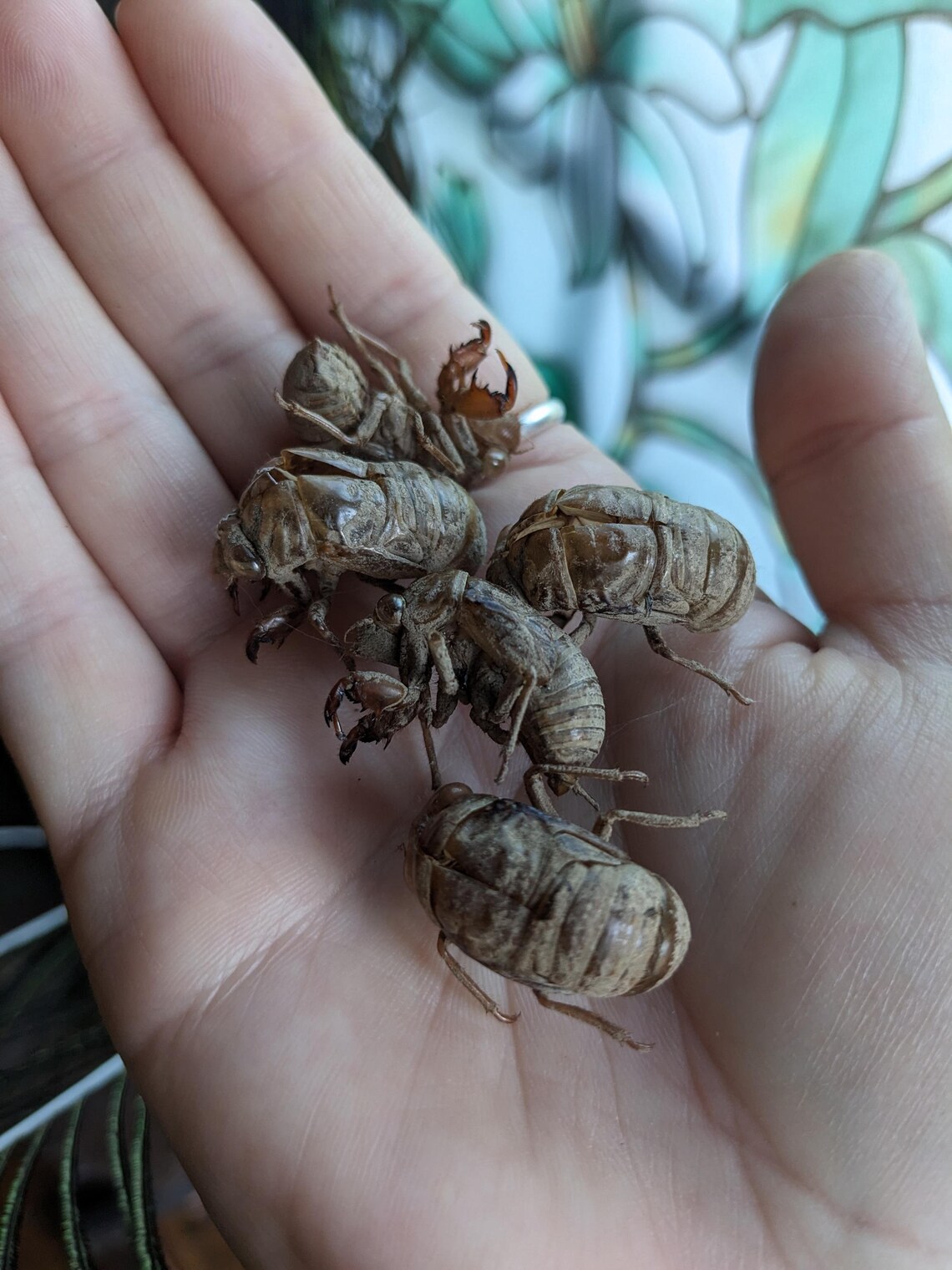 Real Cicada Shell Exuvia Midwest Insect Exoskeleton Crafting, Primitive ...
