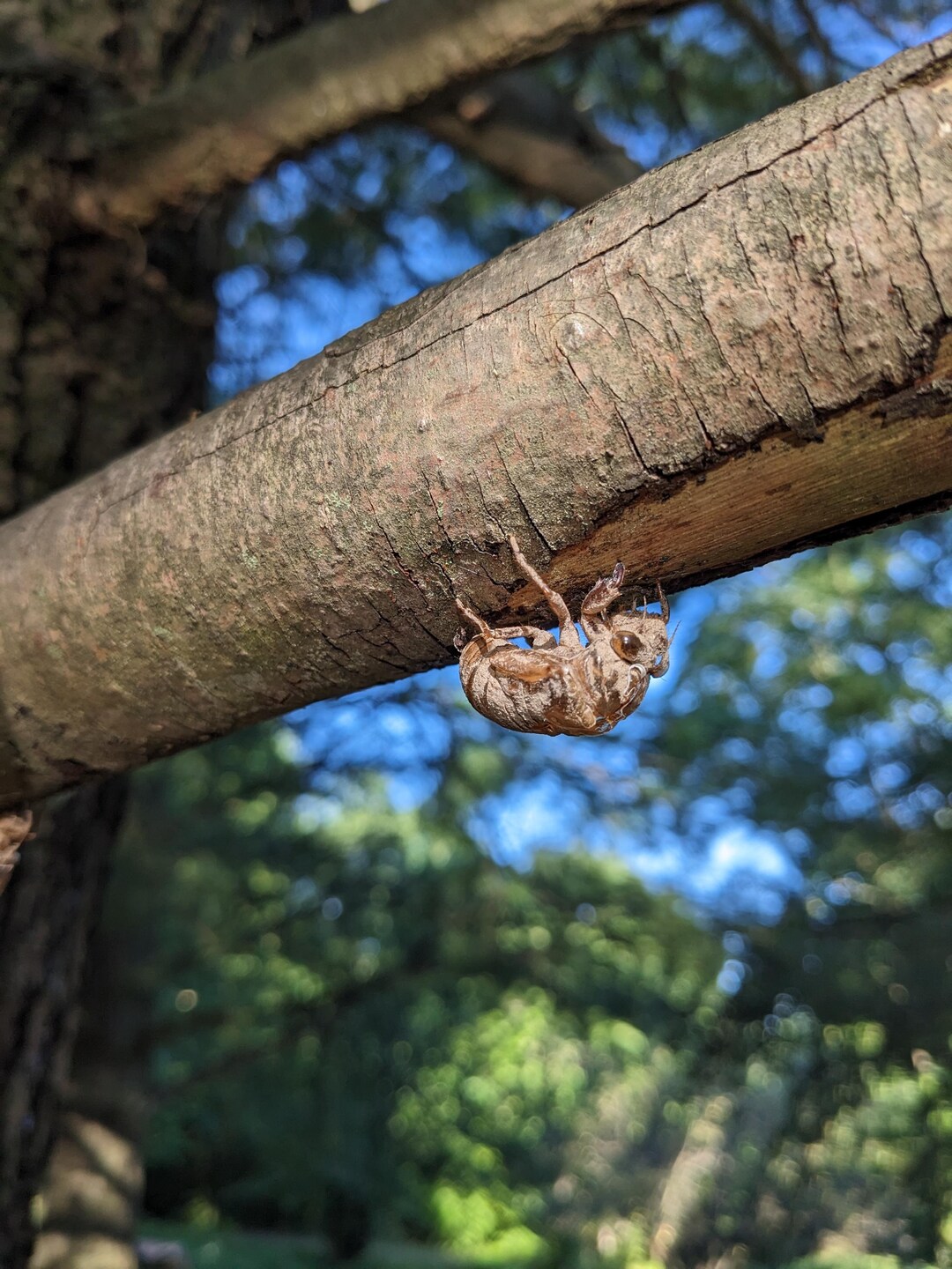 Real Cicada Shell Exuvia Midwest Insect Exoskeleton Crafting, Primitive ...