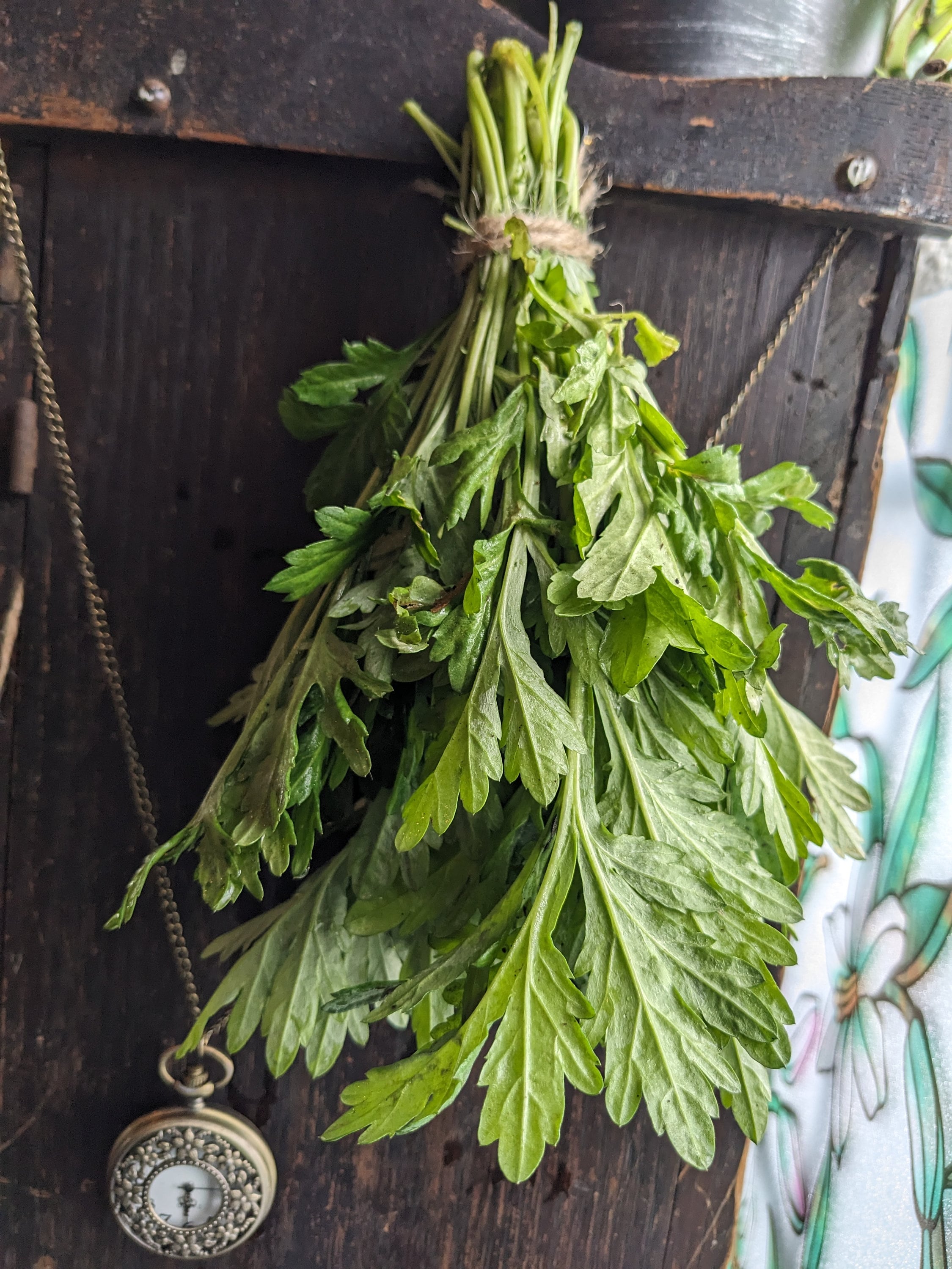 Large Mugwort Bundle Fresh Cut or Dried Tea, Witchcraft, Herbalism ...