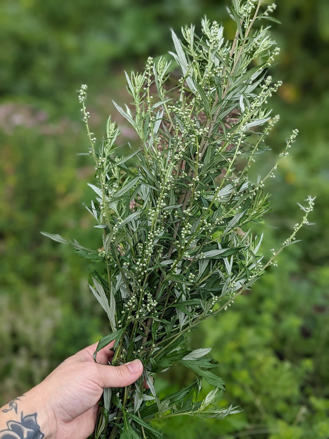 Large Mugwort Bundle Fresh Cut or Dried Tea, Witchcraft, Herbalism ...