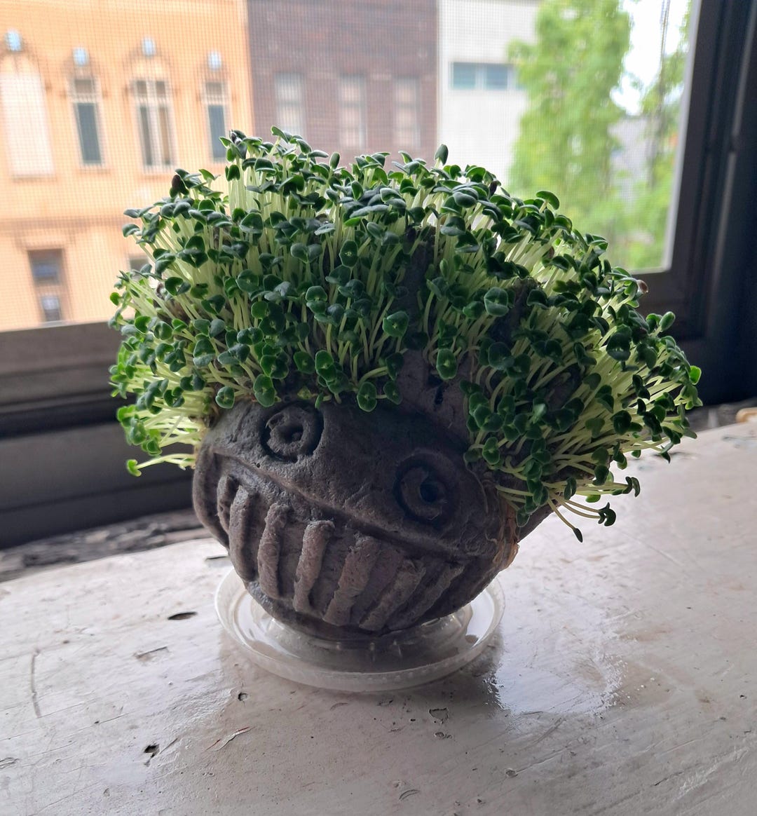 Chia BOOGNISH WEEN,BOOGNISH, Plants, Chia, Sculpture - Etsy