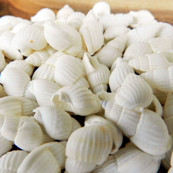 Tiny White Shells - Etsy