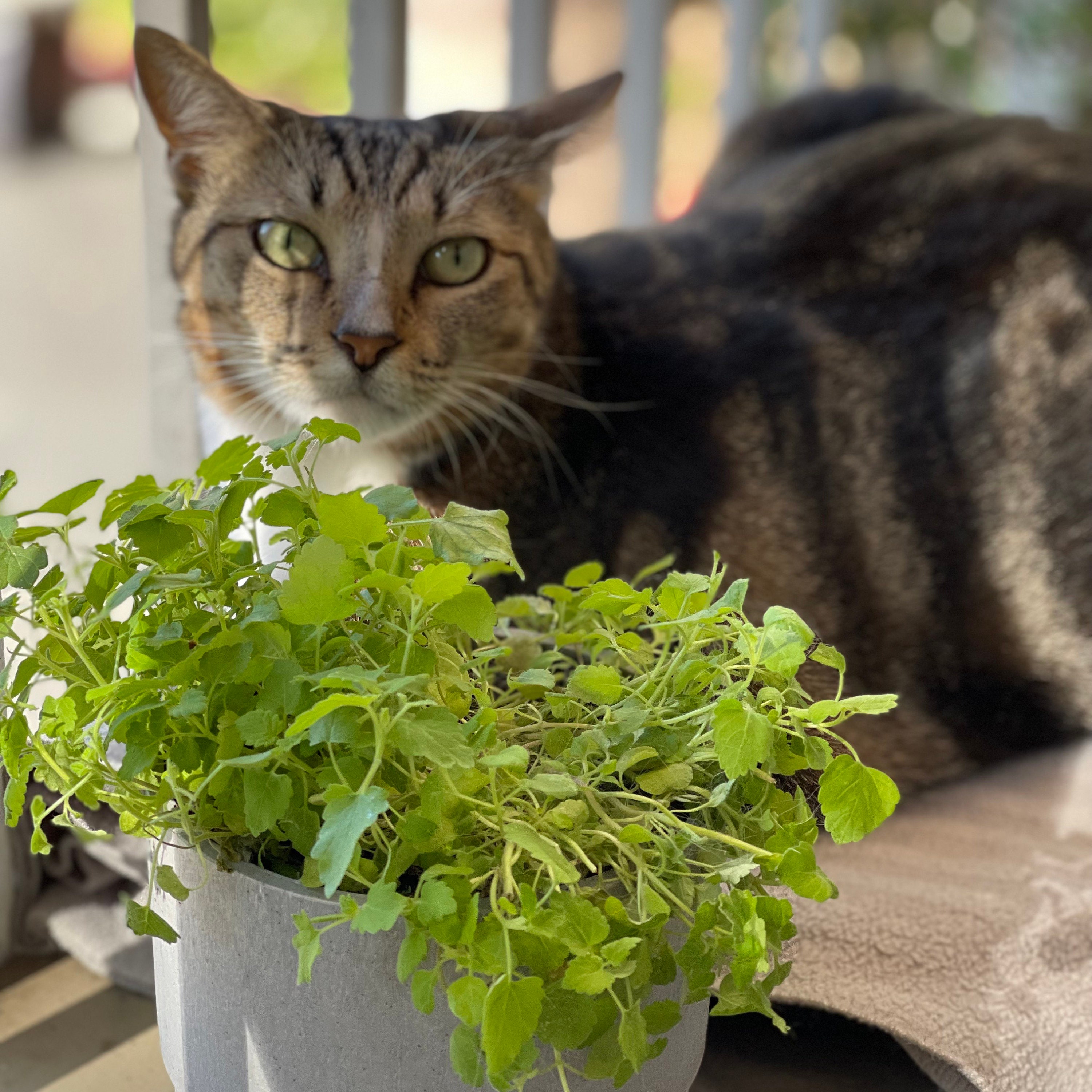 Catnip Plant In Pot