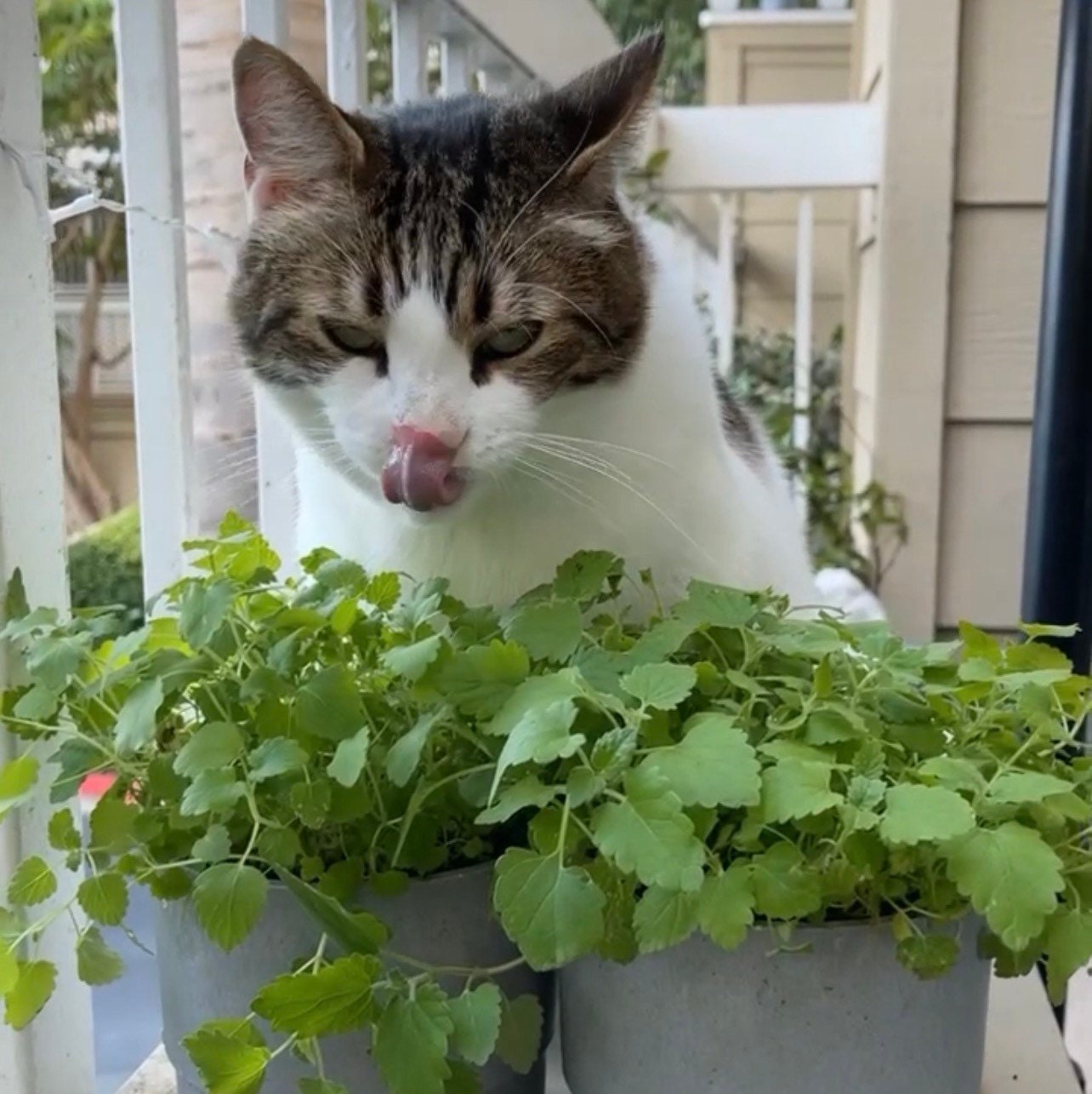 Catnip Plant In Pot