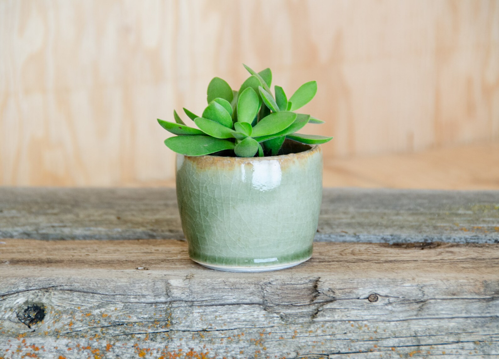 Ceramic Succulent Planter Hand Made Porcelain Pottery Herb - Etsy