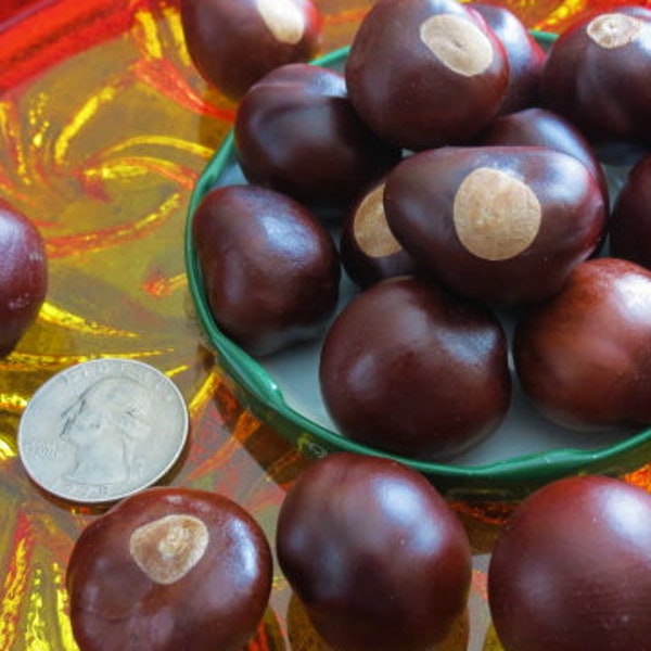 Buckeye Nut - Etsy