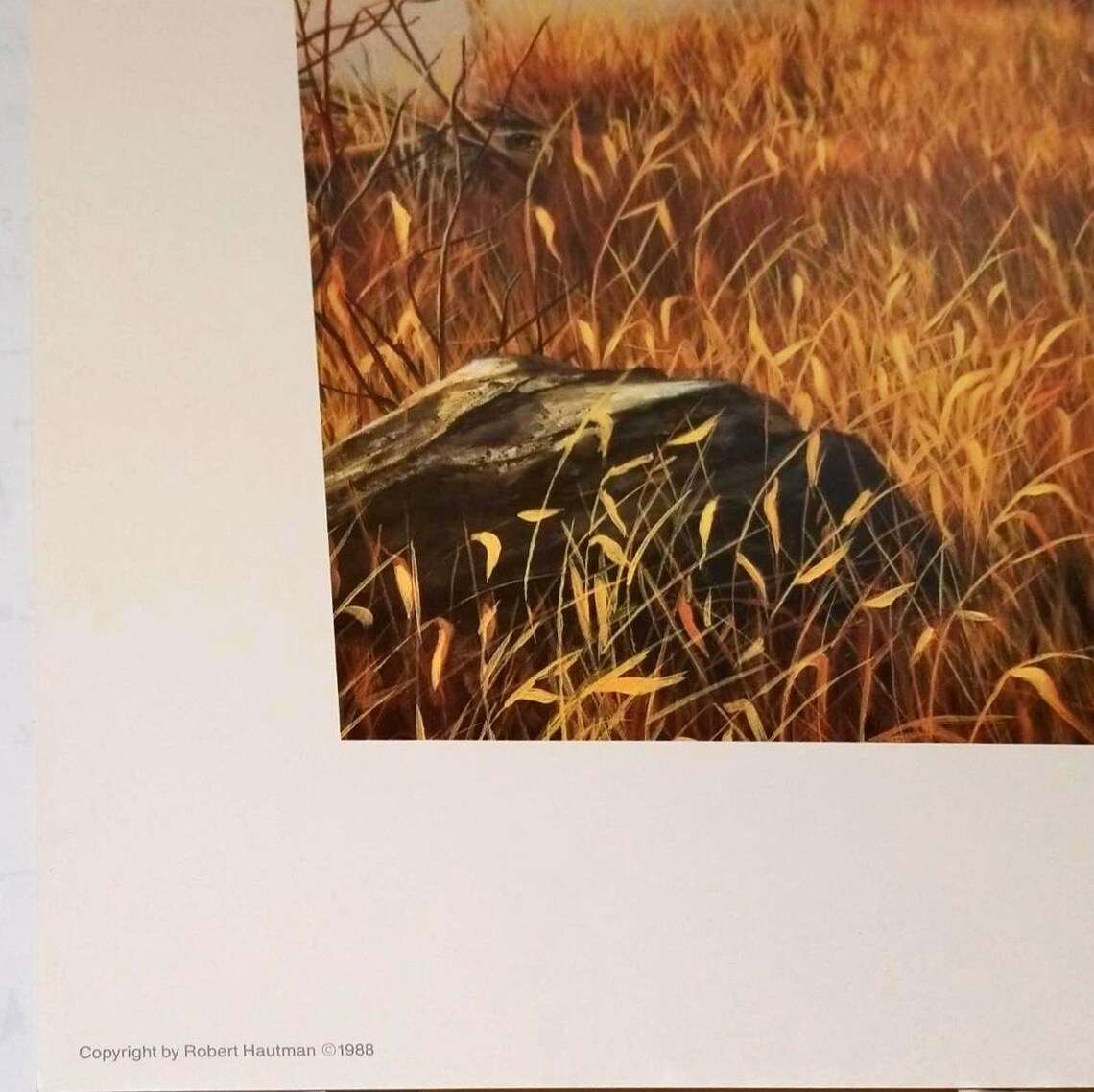 Robert Hautman Northern Whitetail Lithograph – Vintage Deer Wildlife ...