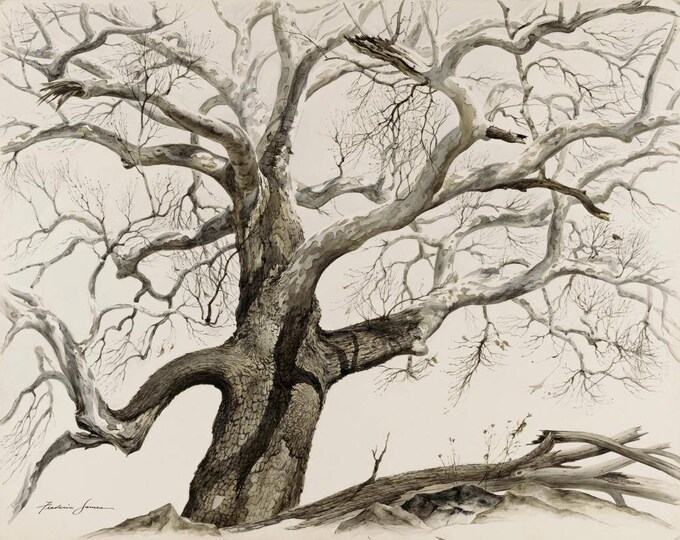 Frederic James the White Sycamore Tree 1967 Original Watercolor ...