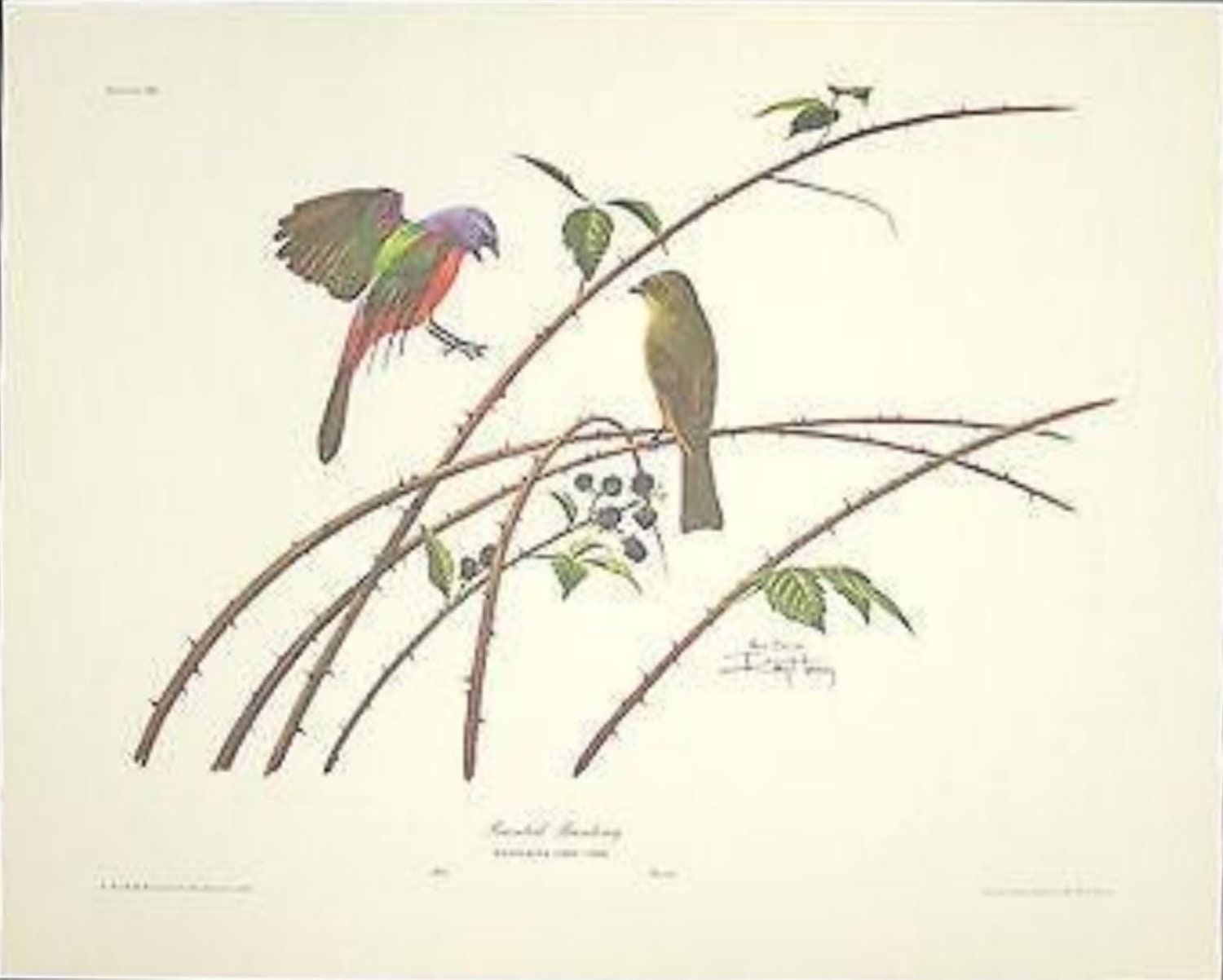 Ray Harm Painted Bunting 1963 Original Lithograph - Etsy