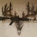 Deer Skull Rifle or Shotgun Rack, Custom Name or Logo Integration ...