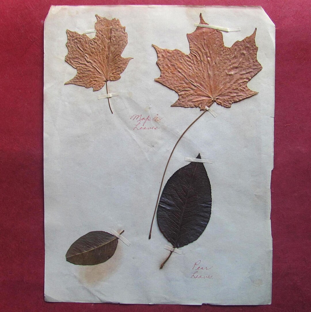 Antique Herbarium Leaf Collection 1916 Botanical Specimens Maple and ...