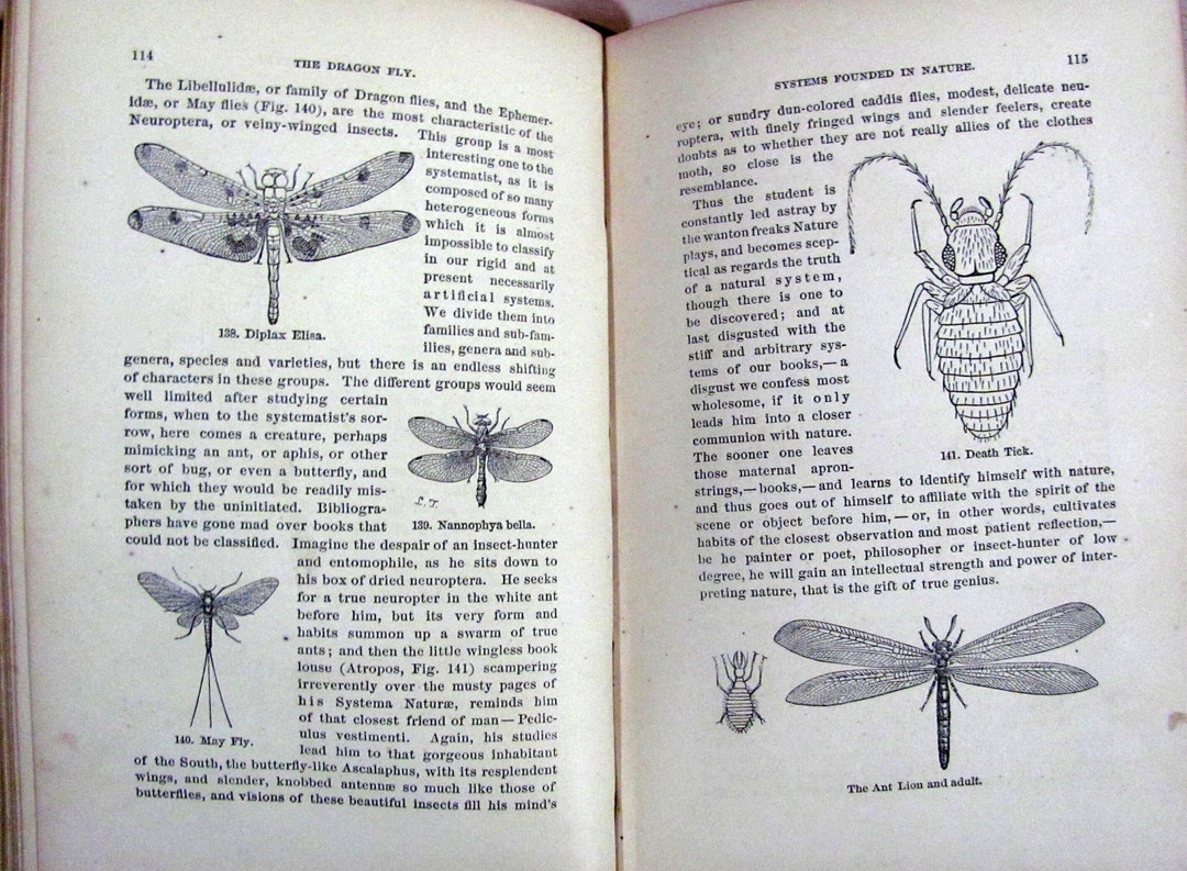 Our Common Insects by A S Packard Published in 1873 by Naturalists ...