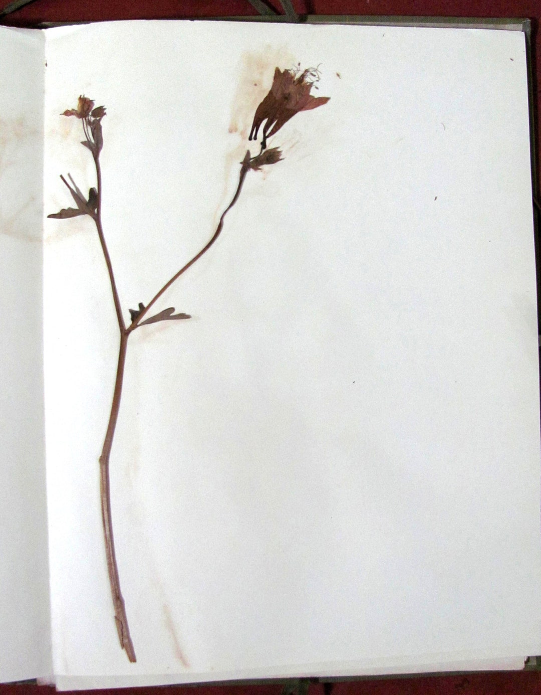 Herbarium & Plant Descriptions 13 Botanical Specimens by Edward T ...
