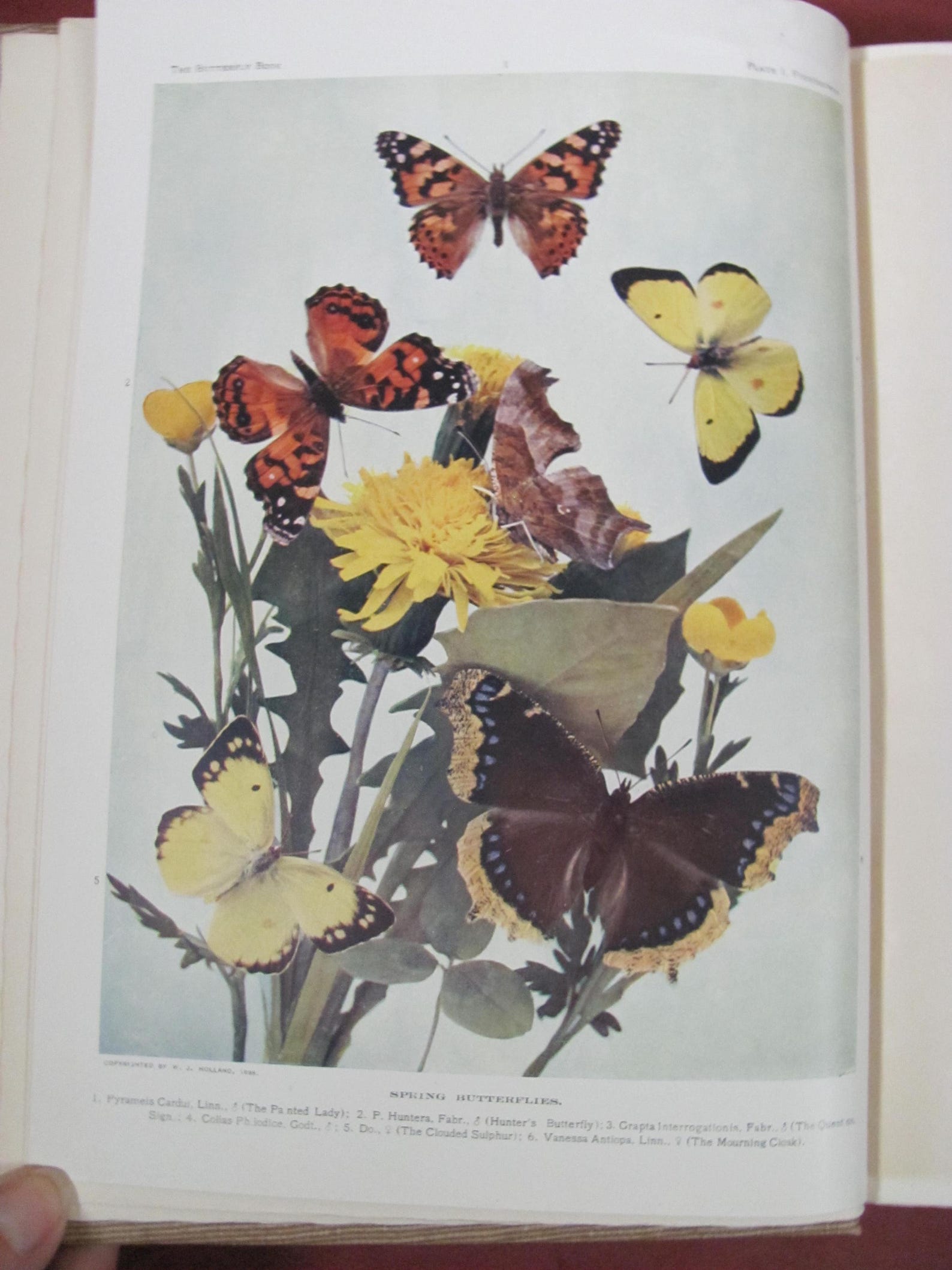 Butterflies the Nature Library by W J Holland Published 1904 by ...