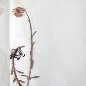 Herbarium & Plant Descriptions 13 Botanical Specimens by Edward T ...