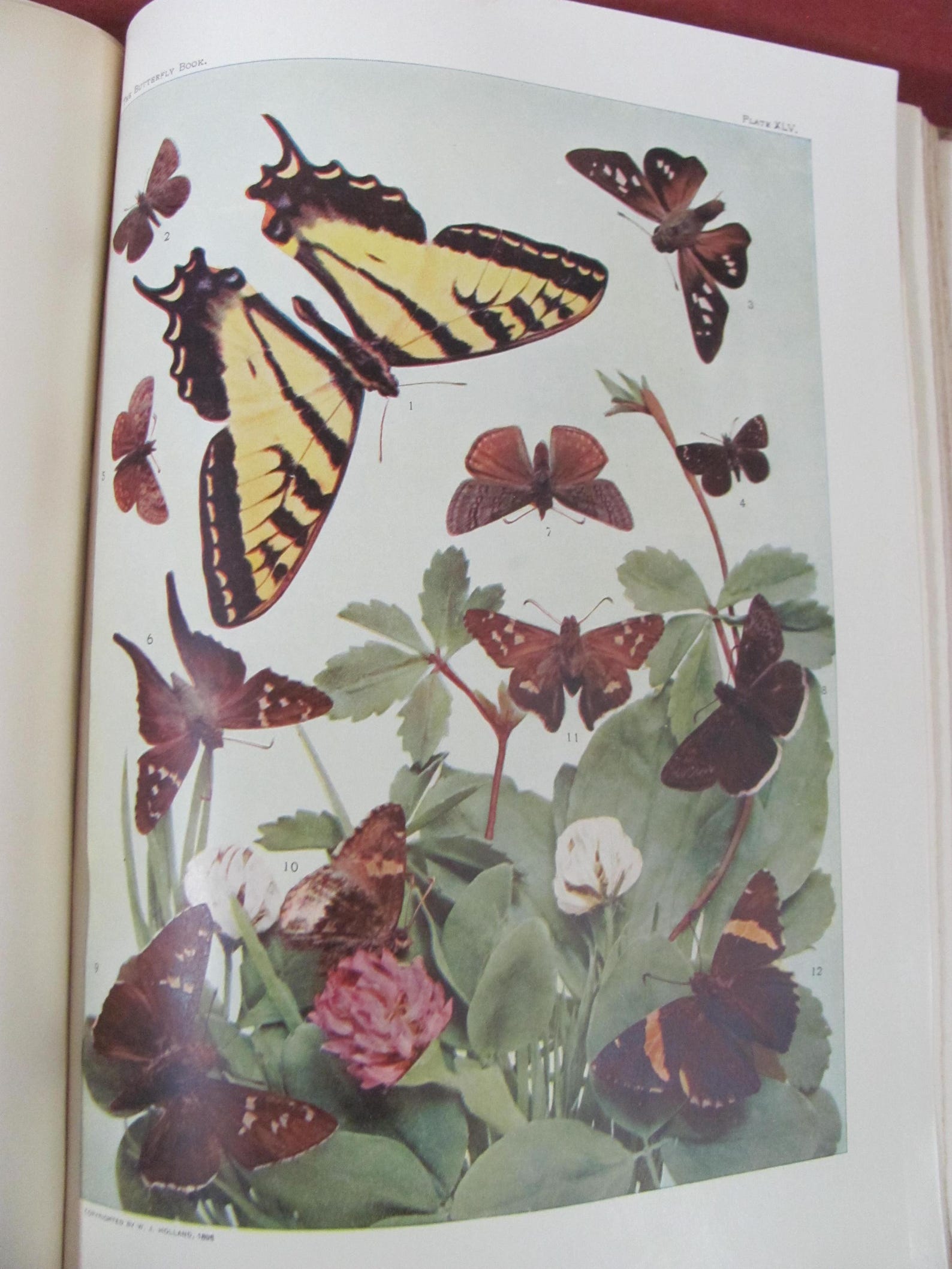 Butterflies the Nature Library by W J Holland Published 1904 by ...