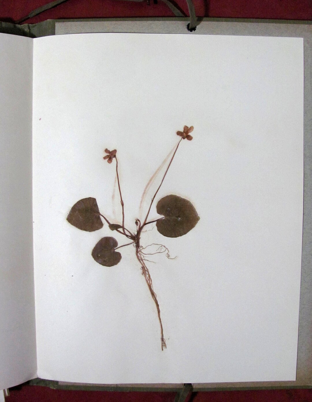 Herbarium & Plant Descriptions 13 Botanical Specimens by Edward T ...