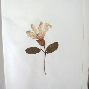 Herbarium & Plant Descriptions 13 Botanical Specimens by Edward T ...