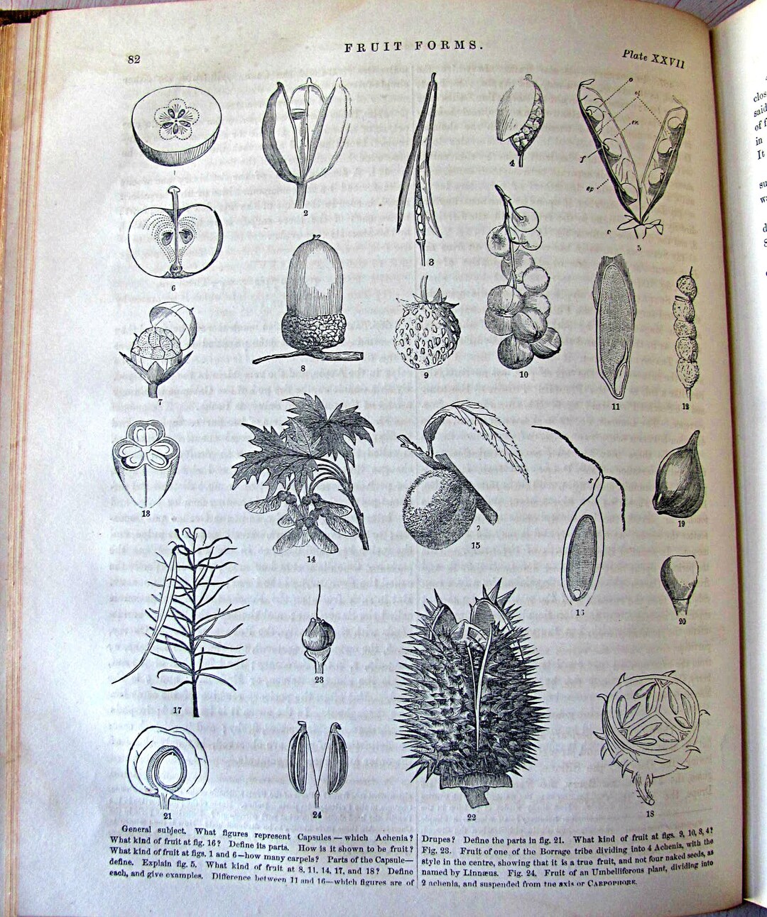 Analytical Class Book of Botany II Parts by Frances H Green & Joseph W ...
