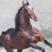 Color Photograph Western Running Horse Sharp Turn Stallion - Etsy