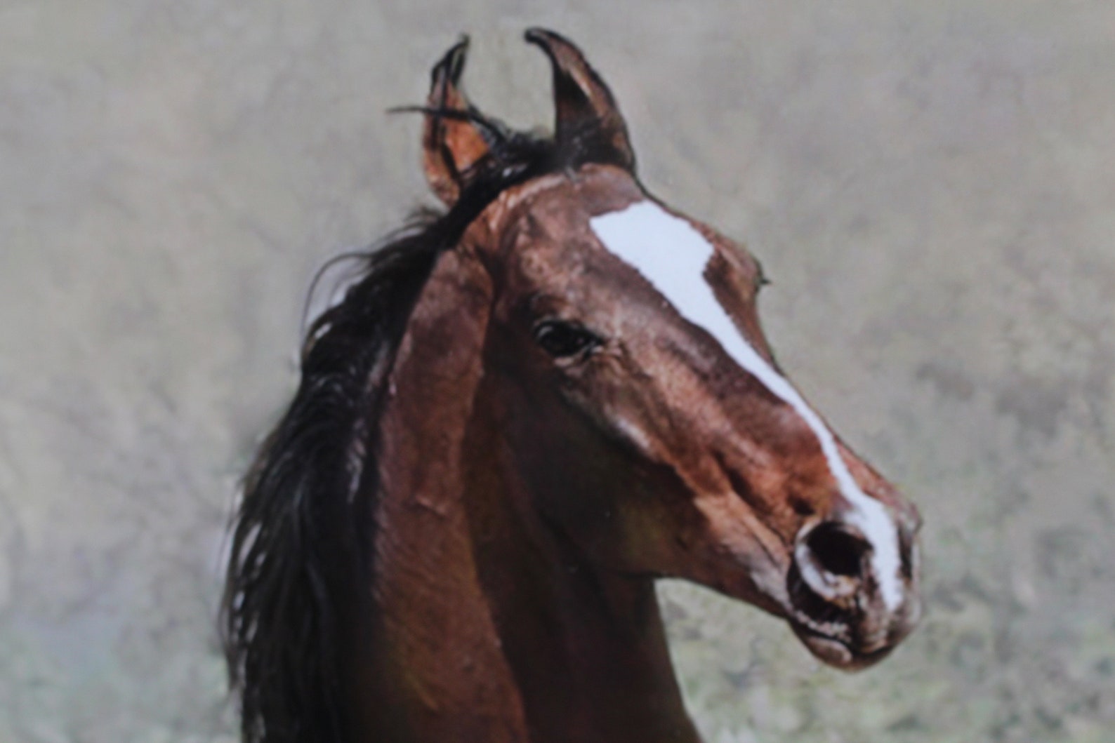 Color Photograph Western Running Horse Sharp Turn Stallion | Etsy