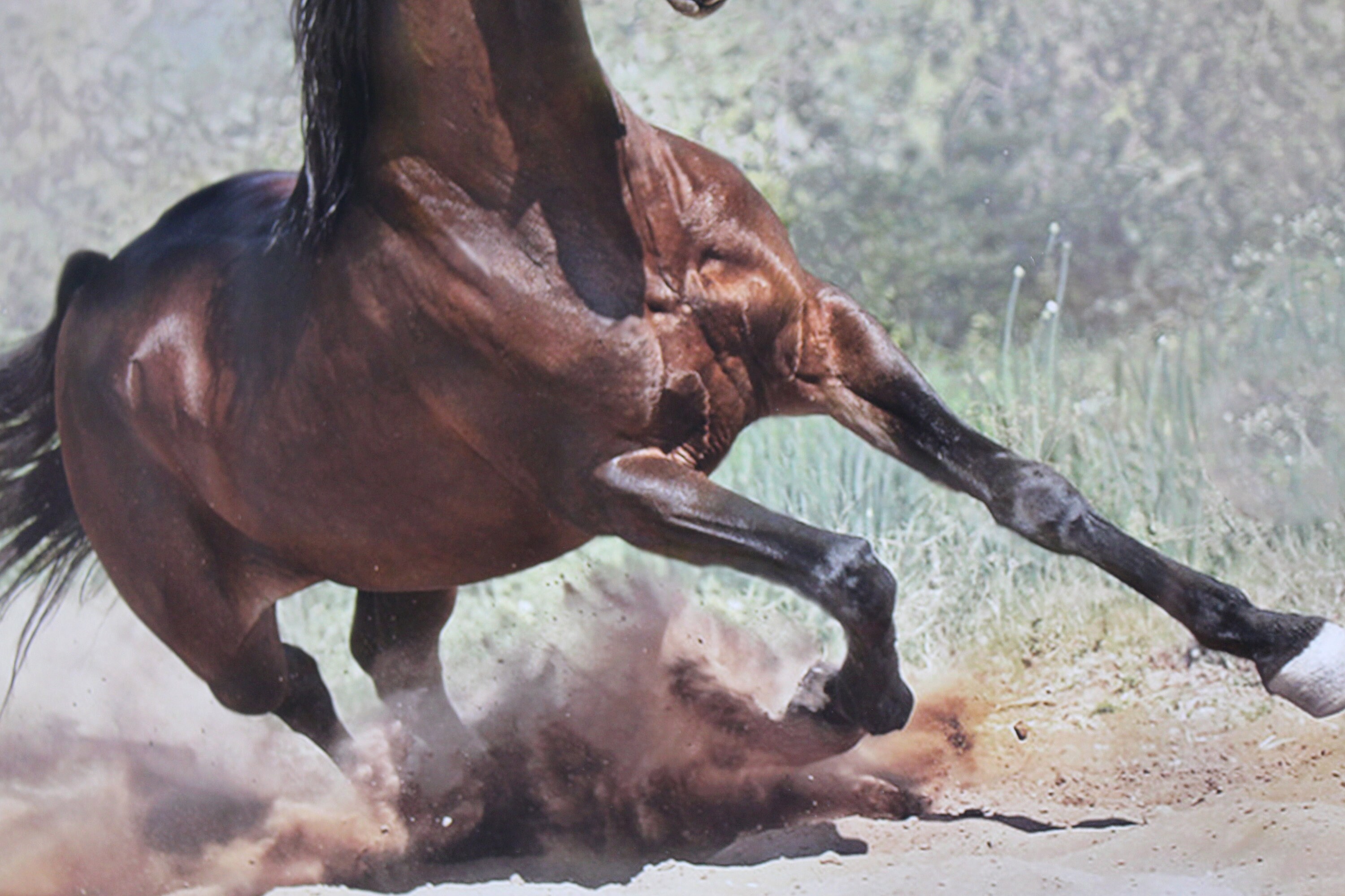 Color Photograph Western Running Horse Sharp Turn Stallion | Etsy