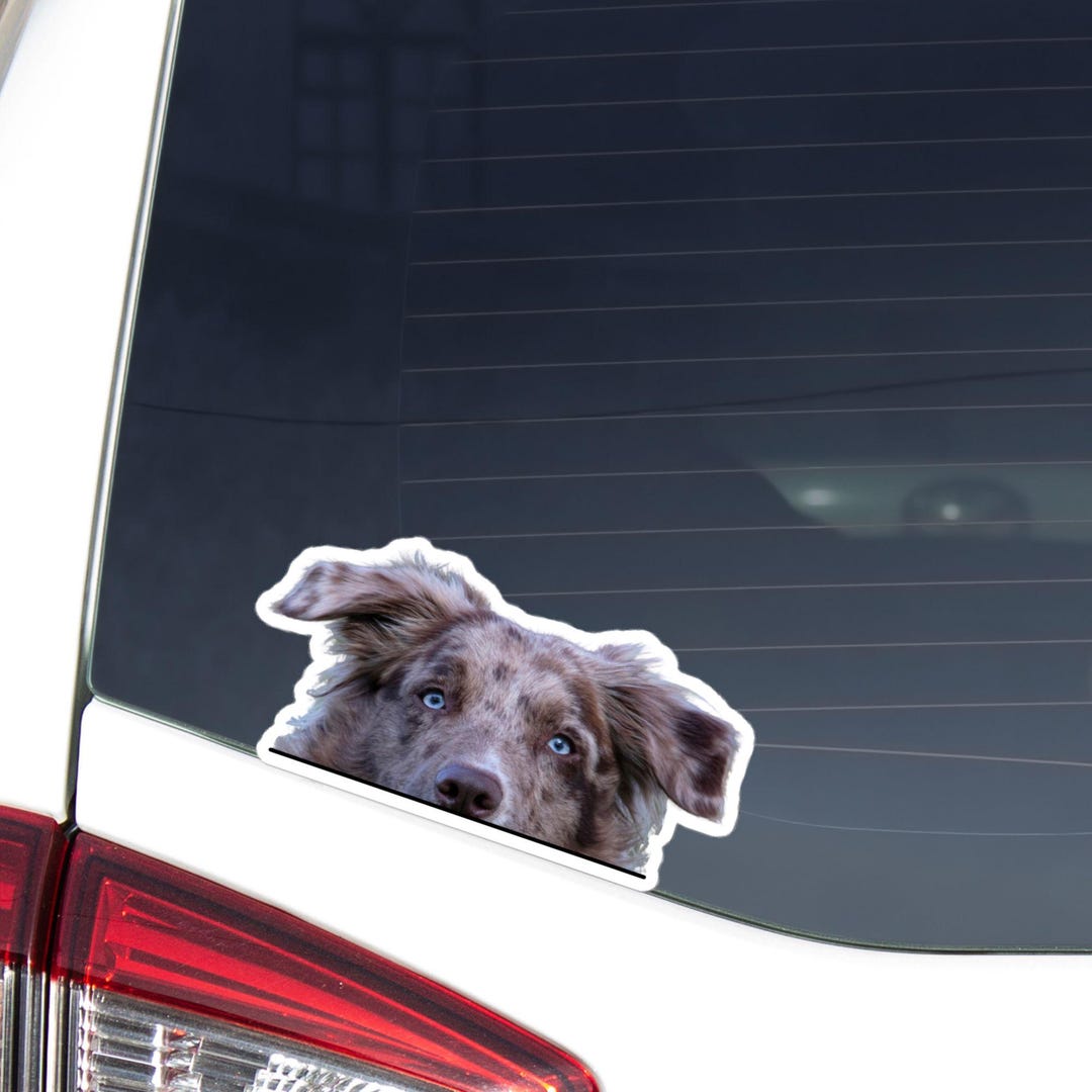 Blue Merle Bicolor Australian Shepherd Car Sticker Decal / Peeking ...
