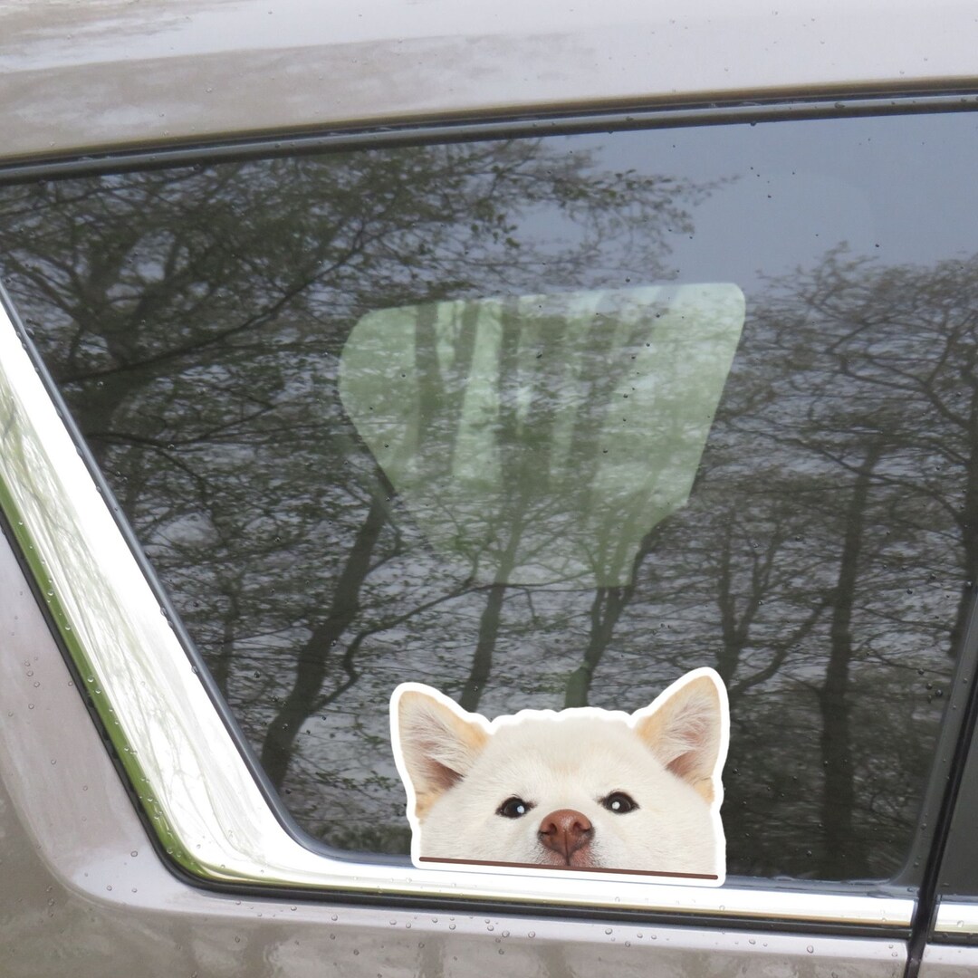 Peeking White Shiba Inu Car Decal Sticker / Realistic Shiba Inu Dog ...