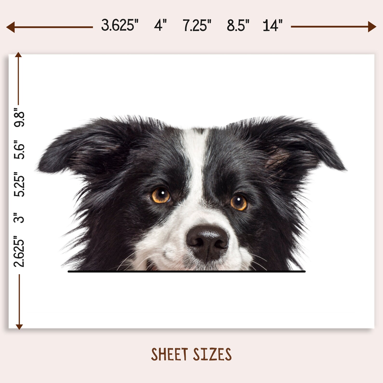 Peeking Border Collie Car Sticker Decal / Realistic Black&white Dog ...