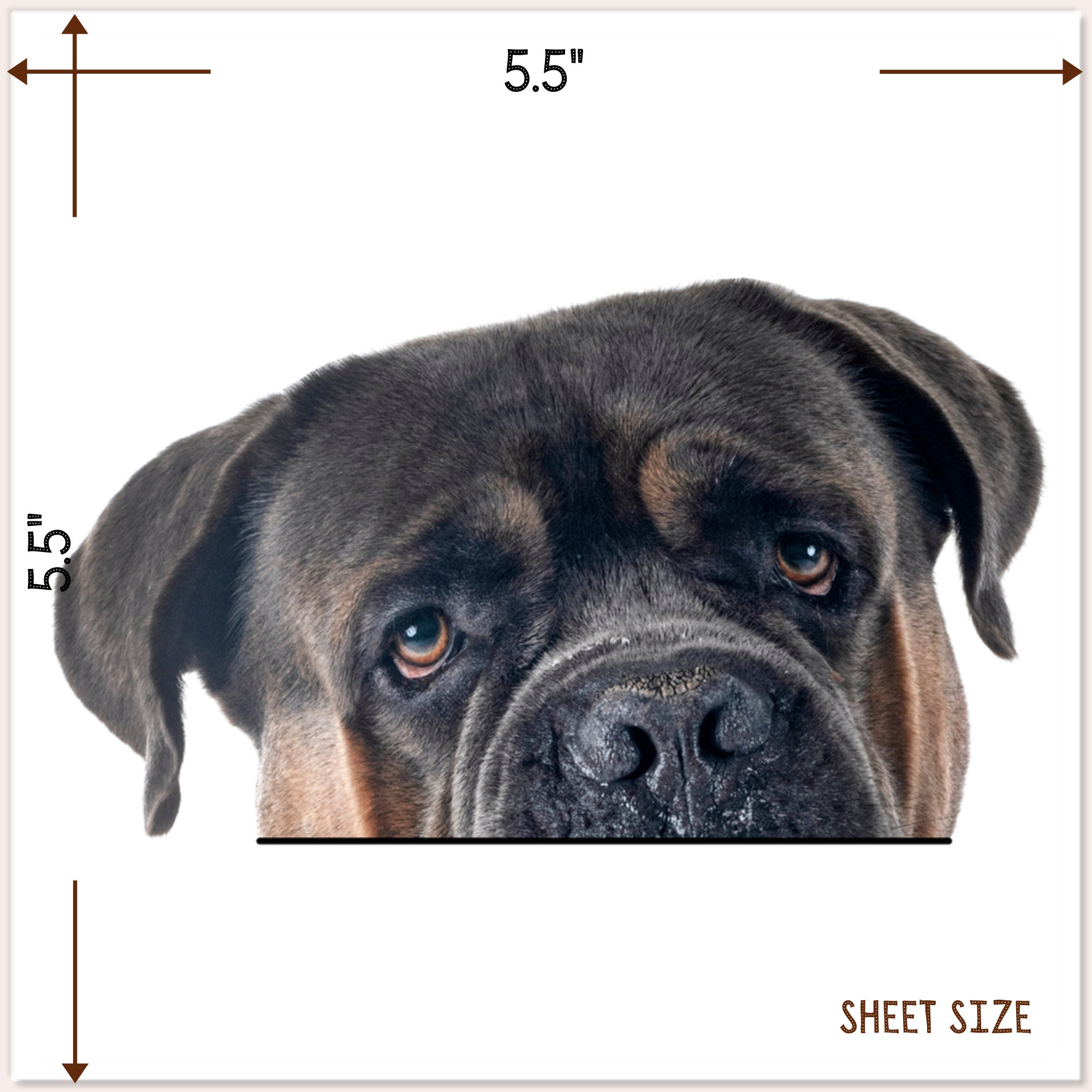 Realistic Cane Corso Car Decal Sticker / Peeking Fawn Cane - Etsy