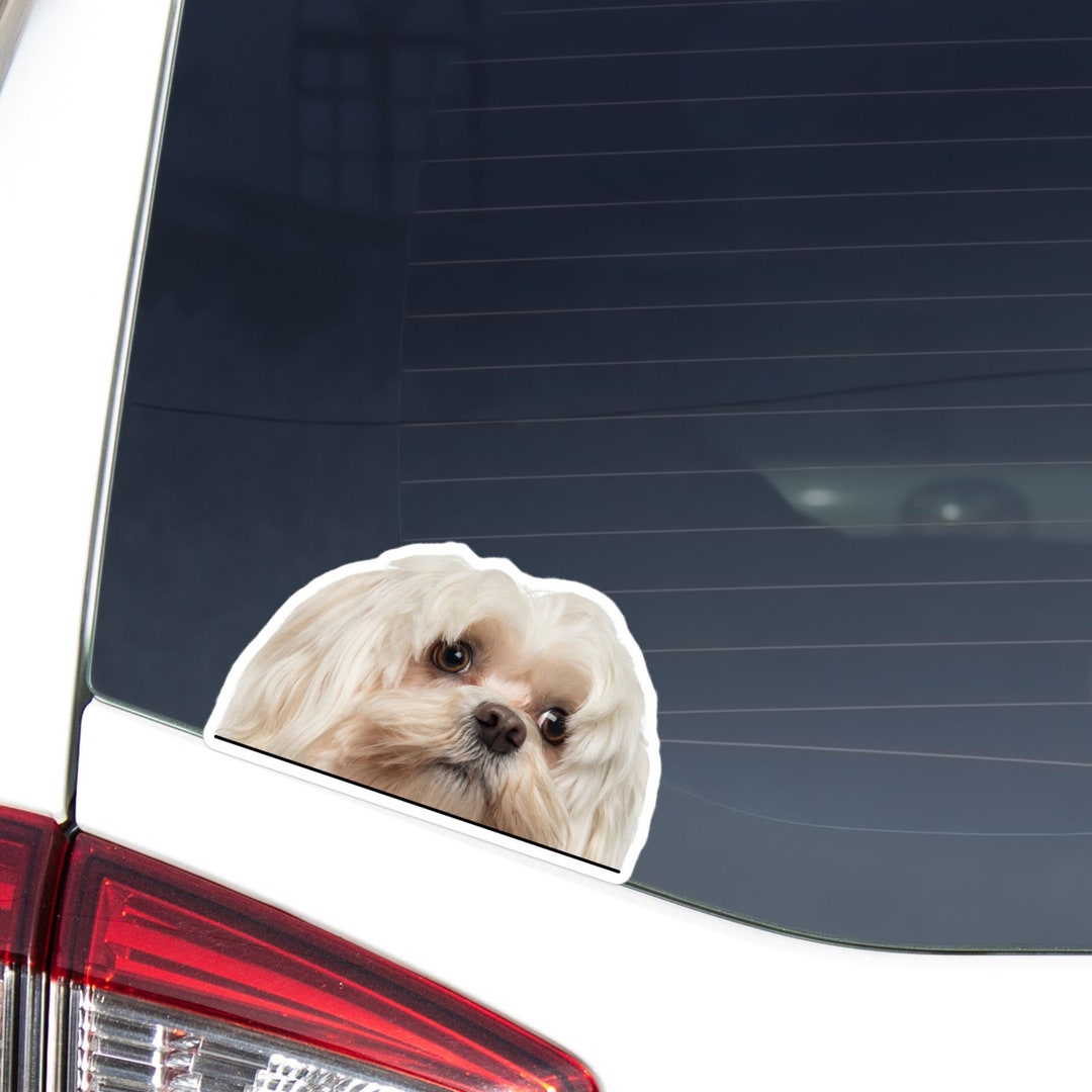 Maltese Car Decal Sticker / Peeking Peek-a-boo Realistic Dog Head ...