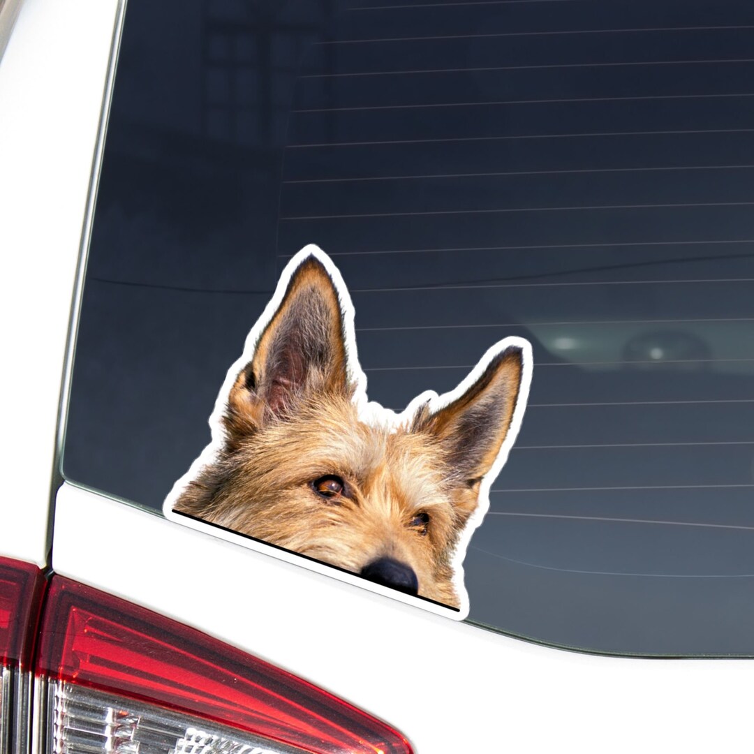Berger Picard Car Decal - Peeking Red Picardy Shepherd Dog Head ...