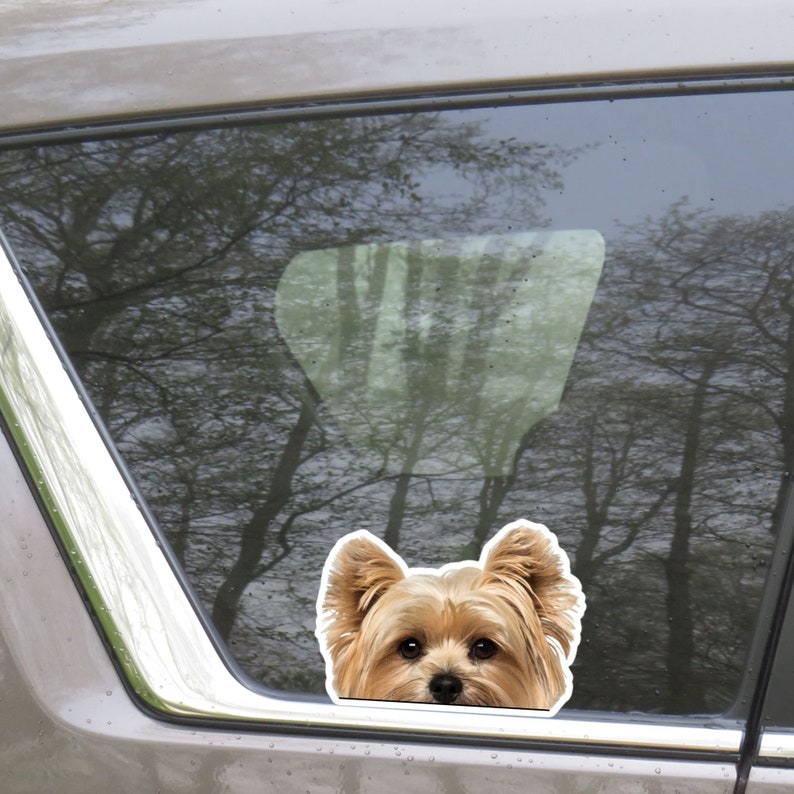 Colden Yorkie Car Decal: Peeking Yorkshire Terrier Dog Head Sticker - Etsy