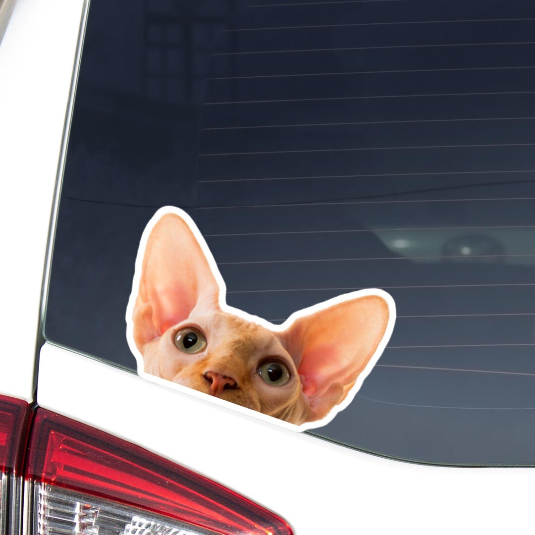 Sphynx Cat Car Decal Sticker / Realistic Peeking Tabby Hairless Cat ...