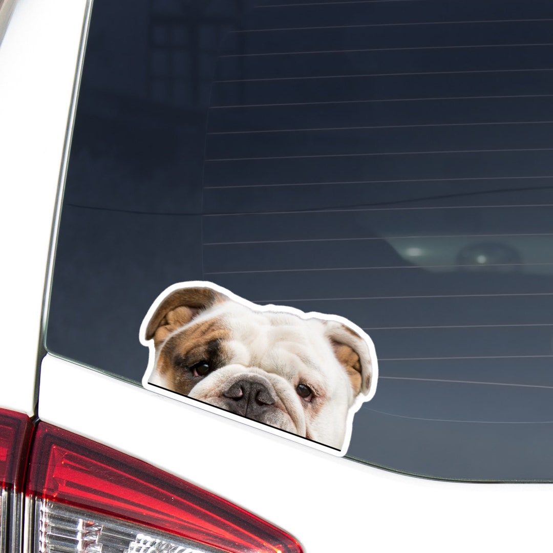 White Red English Bulldog Car Decal: Peeking Dog Head, Waterproof ...