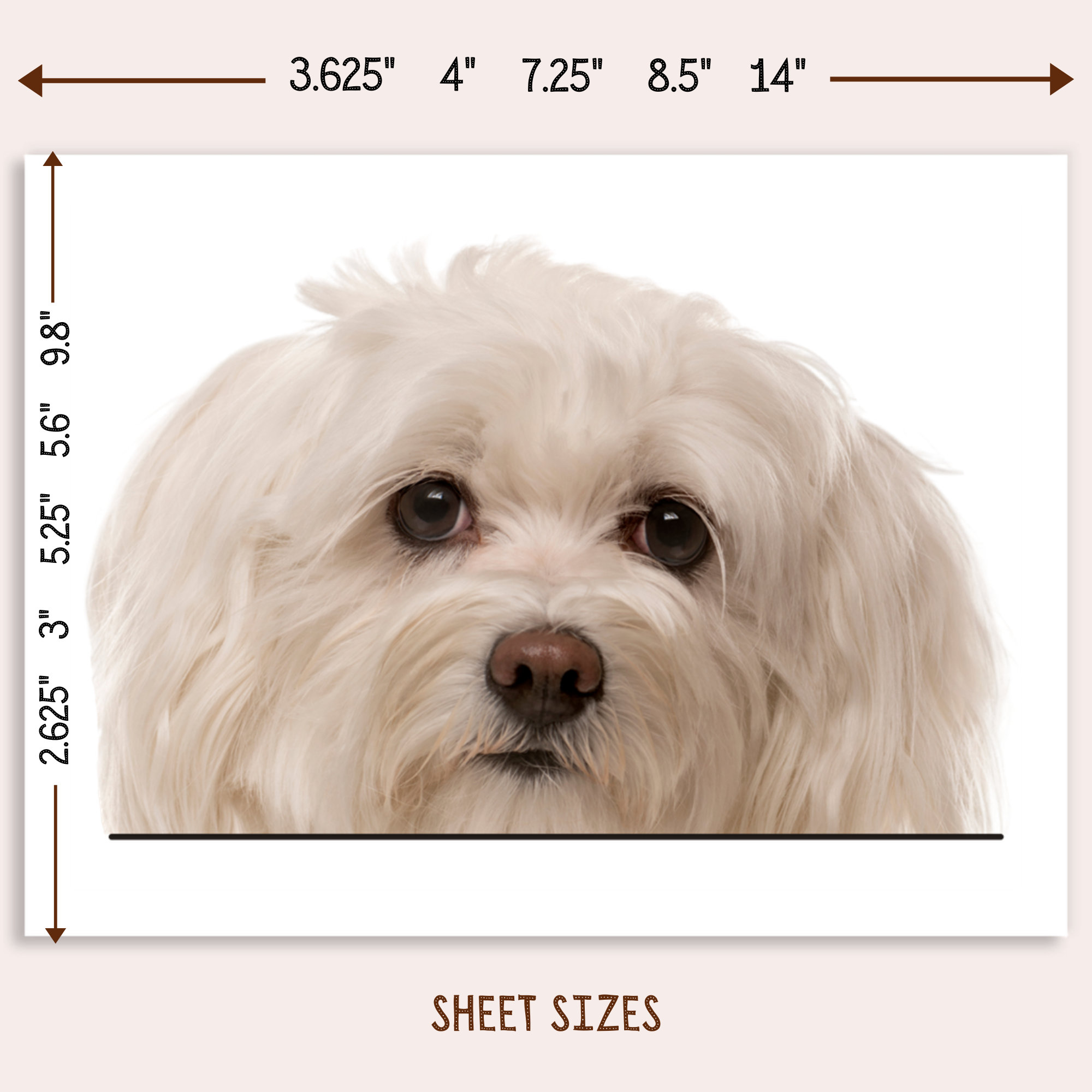 White Havanese Car Decal Sticker / Peeking Photo Dog Head / - Etsy