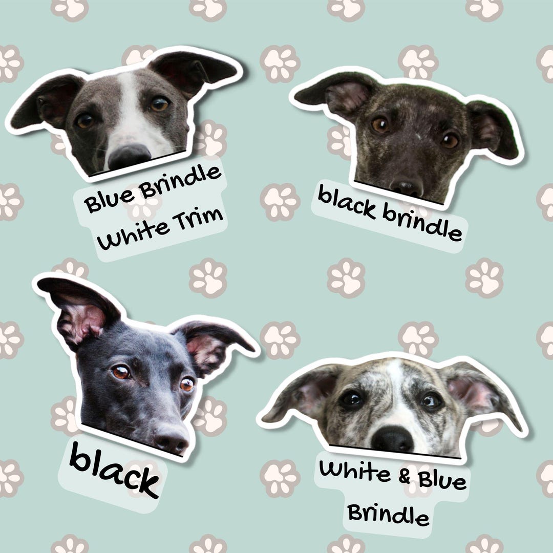 Whippet Car Decal Sticker / Peeking White & Blue Brindle Dog Head Face ...