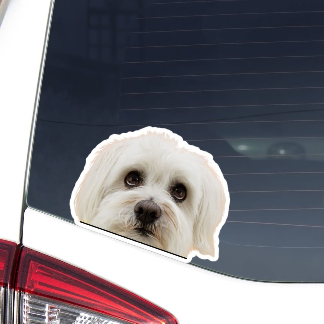 White Maltese Car Decal: Peeking Dog Head, Waterproof Sticker - Etsy