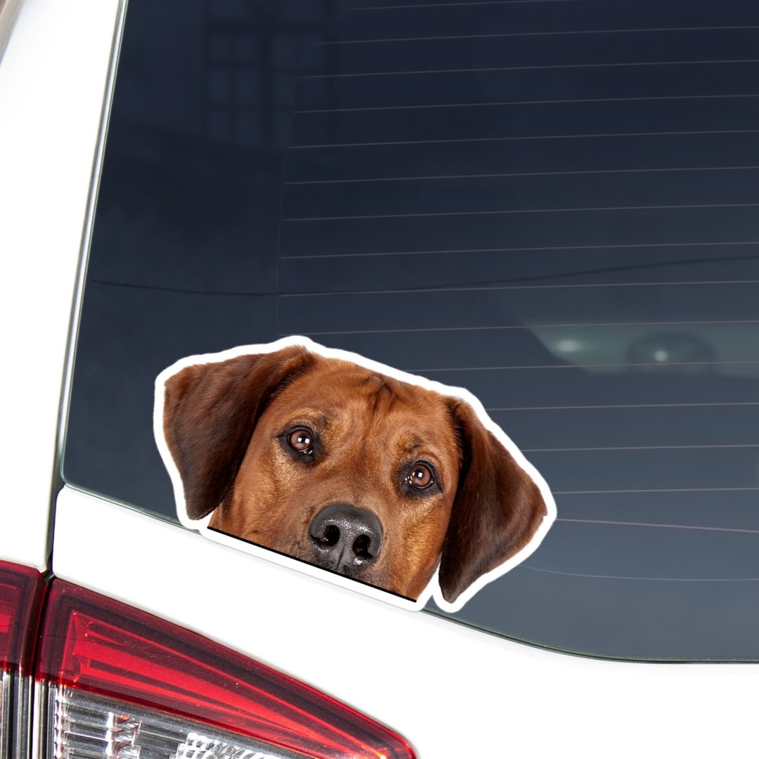 Rhodesian Ridgeback Car Decal Sticker / Realistic Peeking Red Dog Head ...