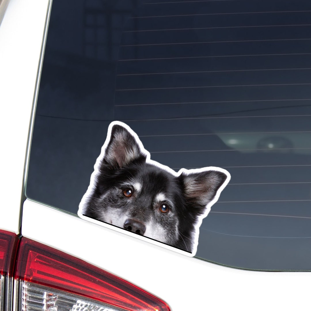 Icelandic Sheepdog Car Sticker Decal / Peeking Realistic Black&white ...