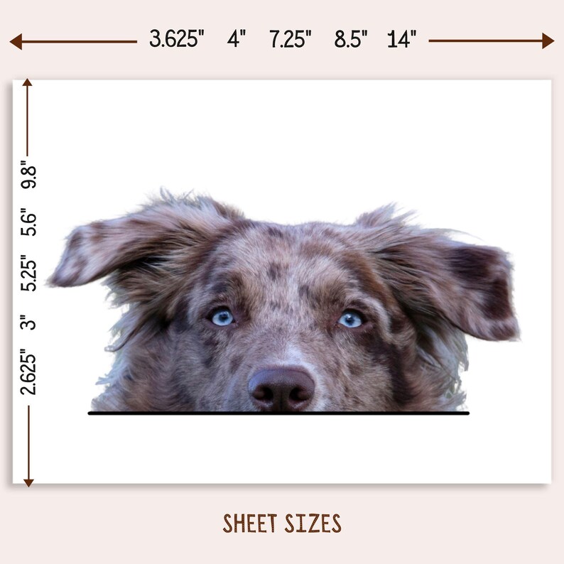 Blue Merle Aussie Car Decal: Peeking Australian Shepherd Dog Face Vinyl ...