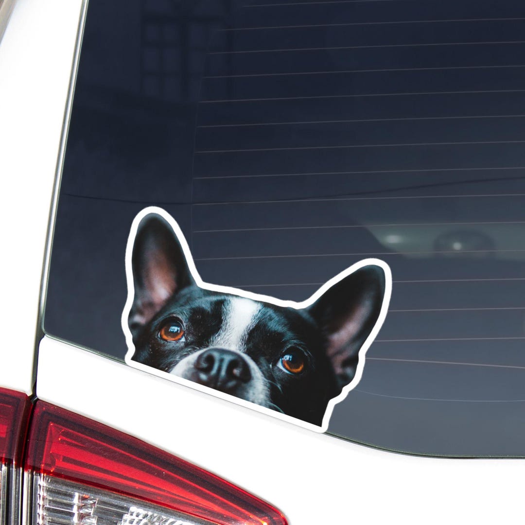 French Bulldog Car Decal Sticker / Peeking Realistic Black Pied ...