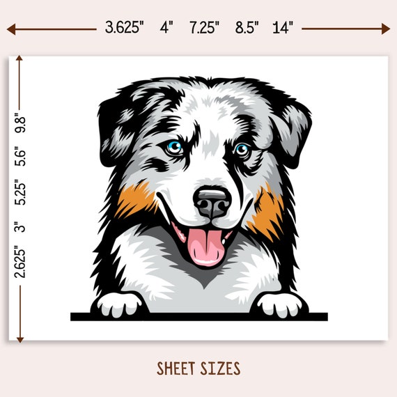 Australian Shepherd Blue Tri