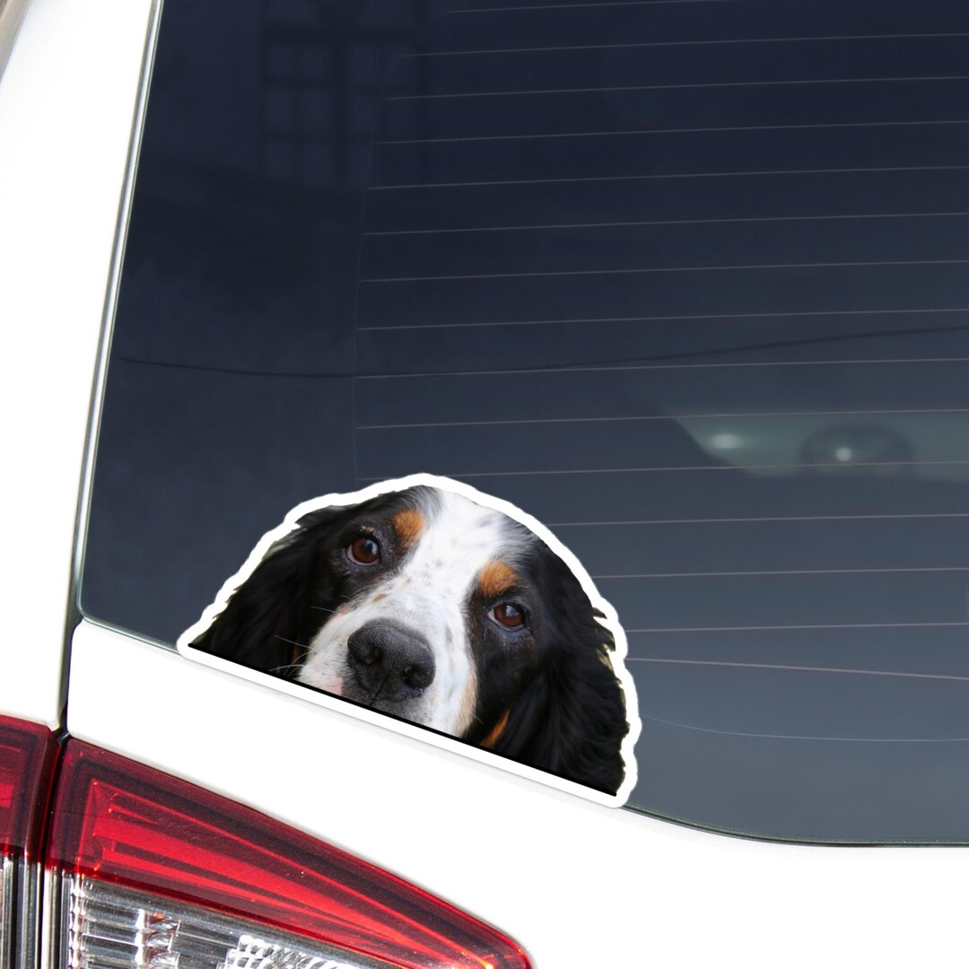 English Setter Car Decal Sticker / Peeking Realistic Tri-color Belton ...