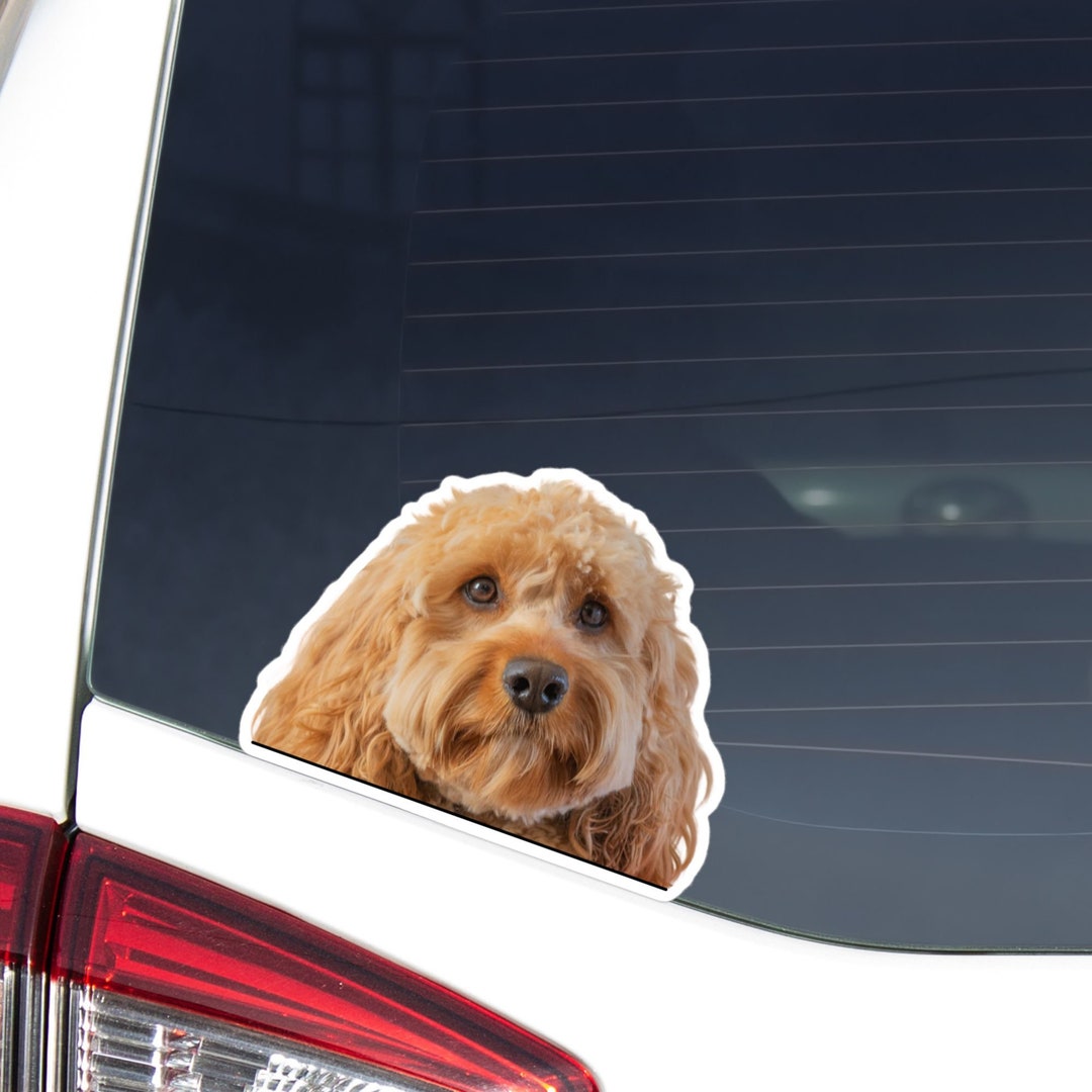 Red Cavapoo Car Decal Sticker / Peeking Photo Cavapoo Dog Head / Vinyl ...