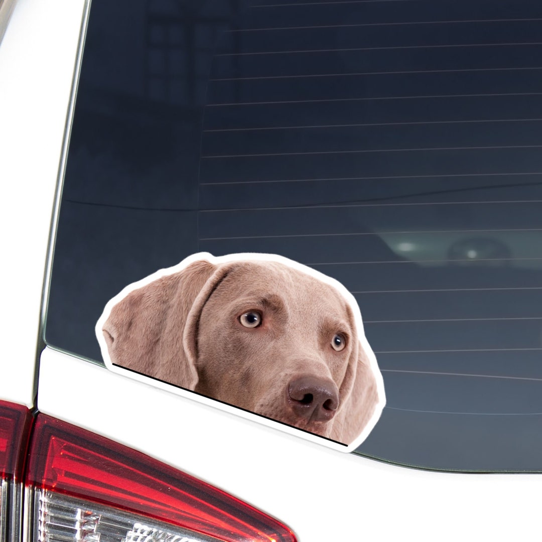 Mouse & Tan Weimaraner Car Decal: Peeking Dog Head, Waterproof Sticker ...
