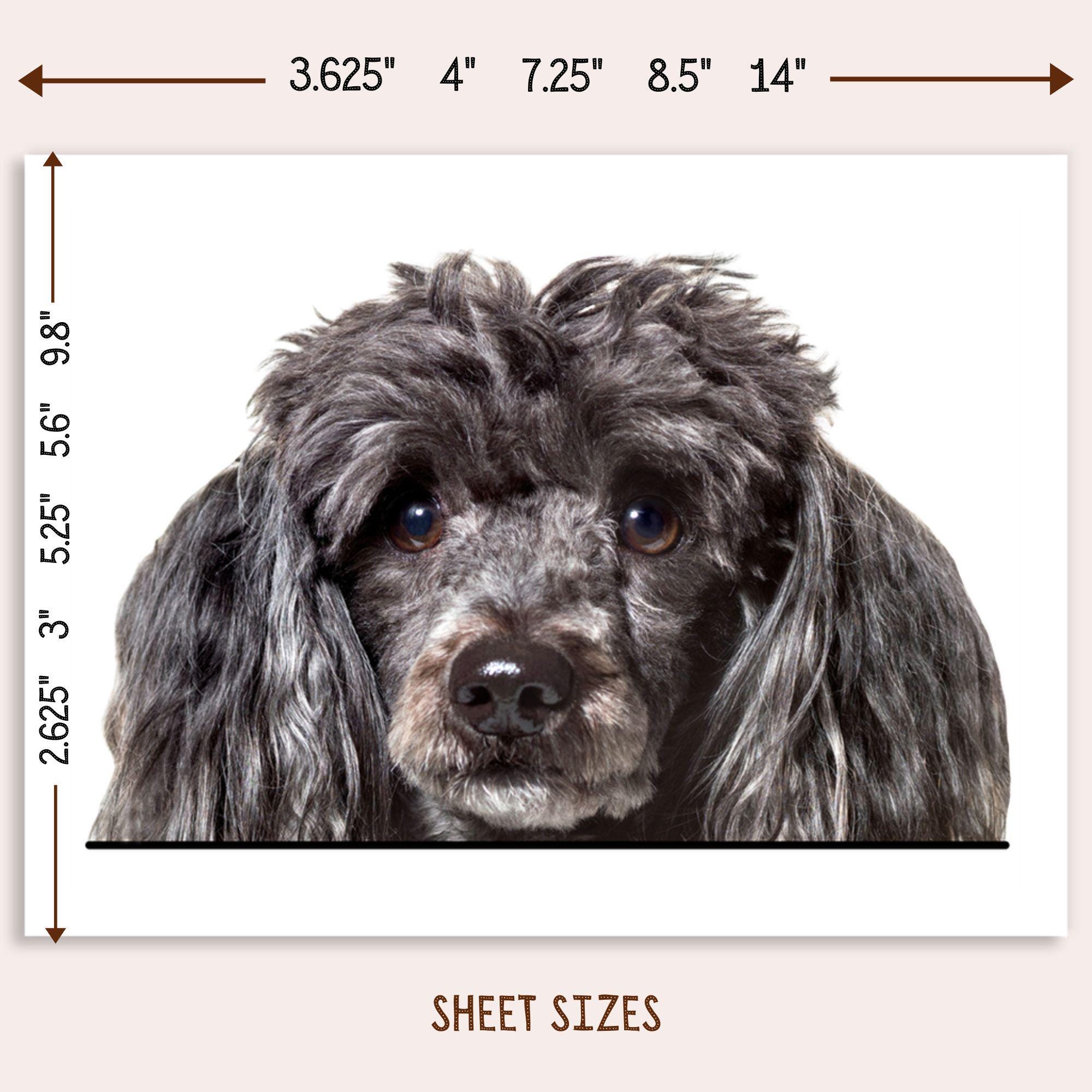Toy Poodle Car Decal Sticker / Realistic Peeking Black Poodle Dog Head ...