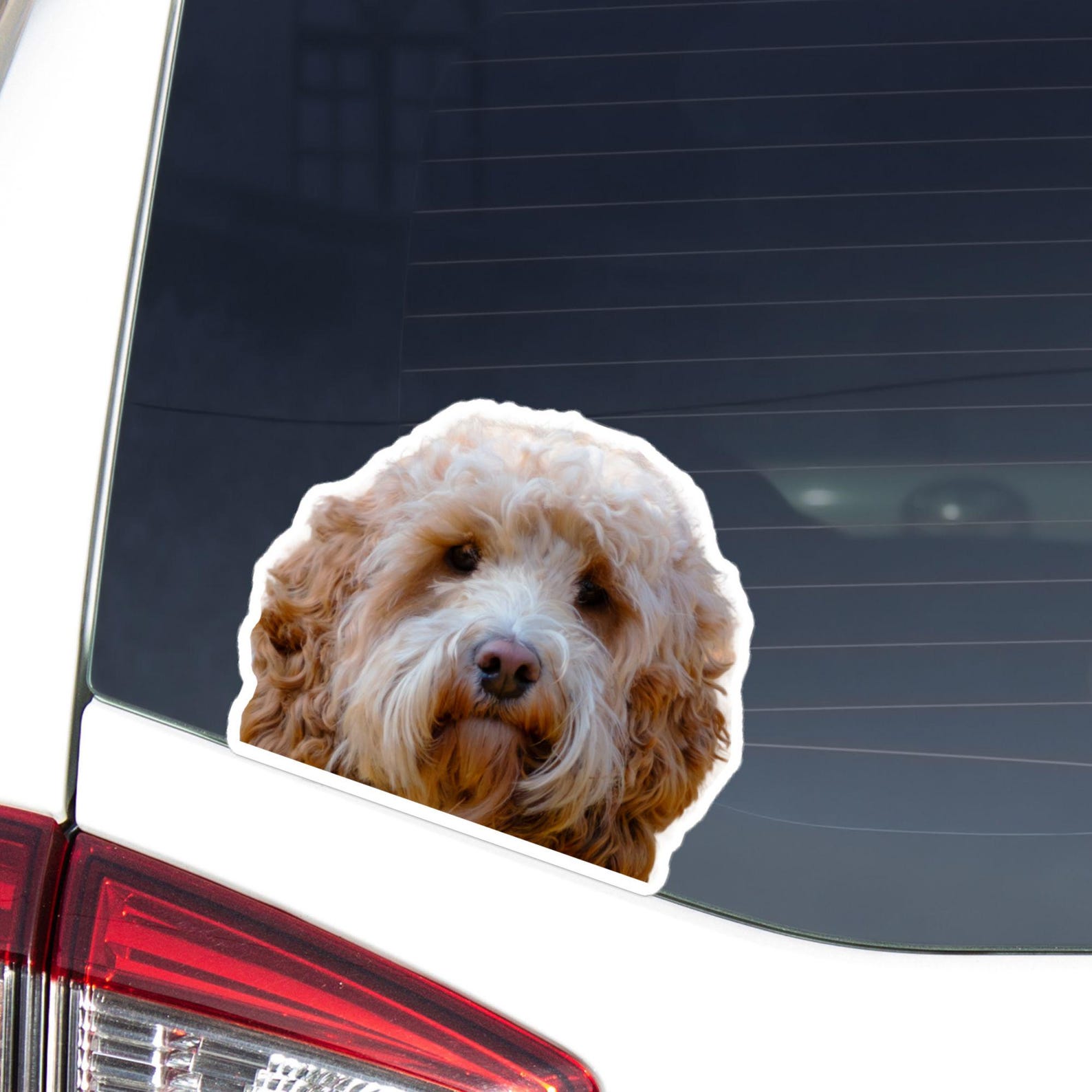 Cockapoo Car Decal: Peeking White Sable Dog Waterproof Vinyl Sticker - Etsy