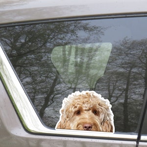 Peeking Cockapoo Car Decal Sticker / Realistic Cream Cockapoo Dog Head ...